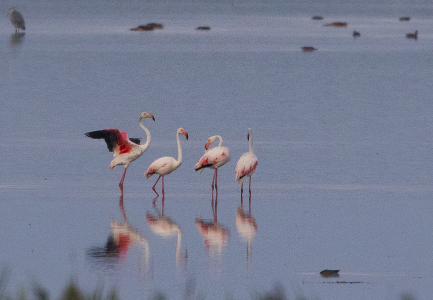 Eveniment rar in Romania: Patru pasari flamingo au fost observate ... Eveniment rar in Romania: Patru pasari flamingo au fost observate ...