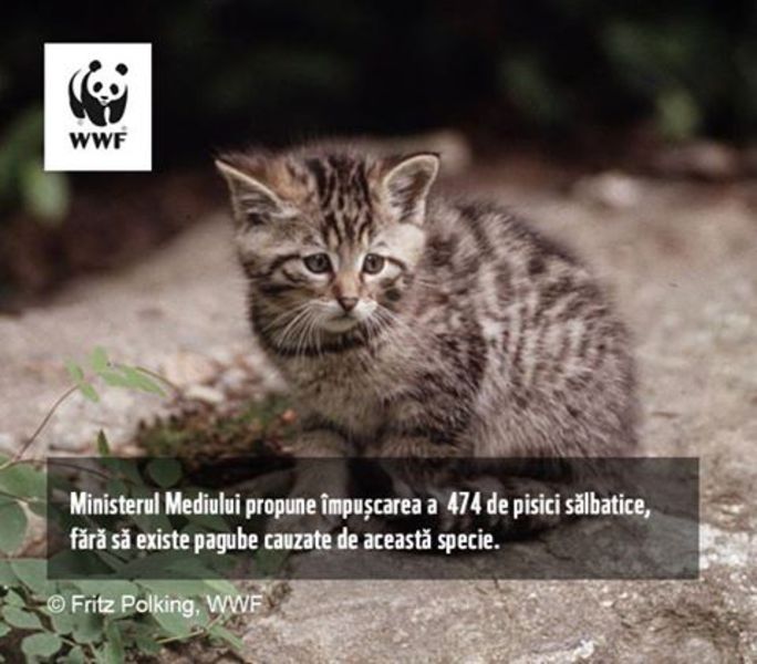 WWF: Ministerul Mediului propune impuscarea a 1.691 de animale ...