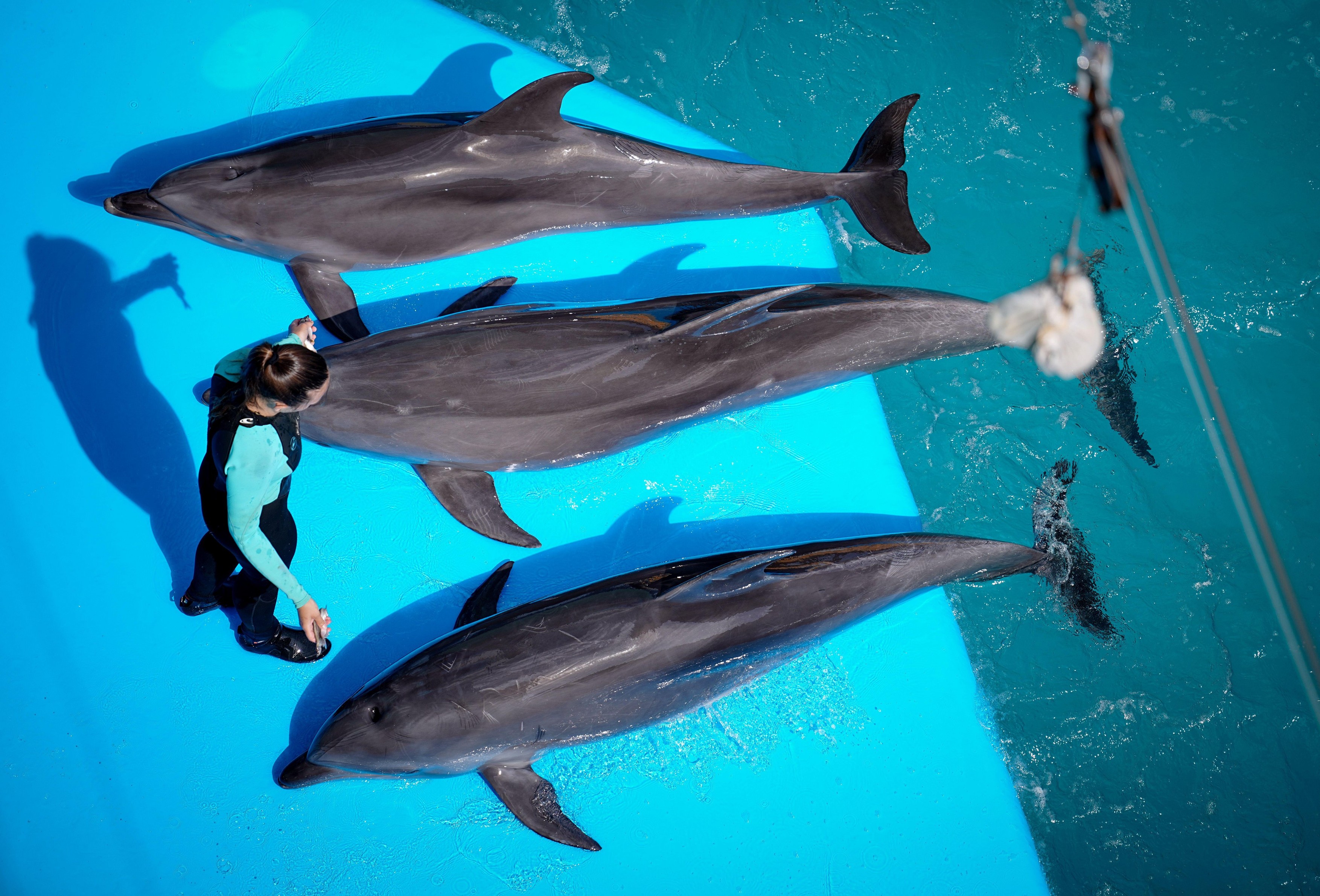 Russia s War In Ukraine Would Cause The Extinction Of Dolphins In The Russia s War In Ukraine Would Cause The Extinction Of Dolphins In The